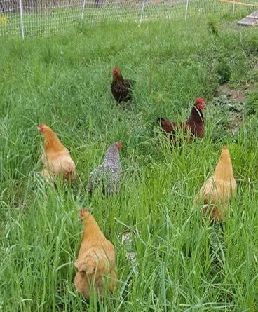 Chickens Tagged "omnivore" - Chris's Squirrels and More